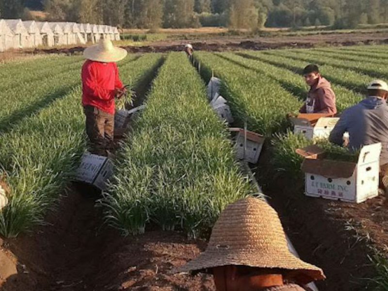 Si trabajaste en Canadá, así es como puedes reclamar tu pensión ...