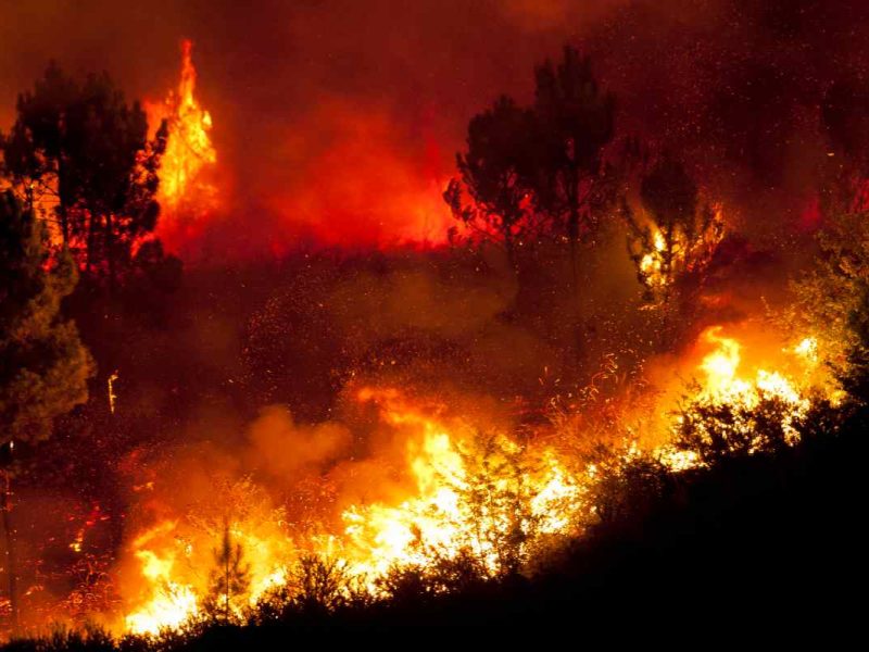 ¿Qué hacer en caso de un incendio forestal?